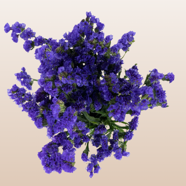 Statice Blue – EbloomsDirect