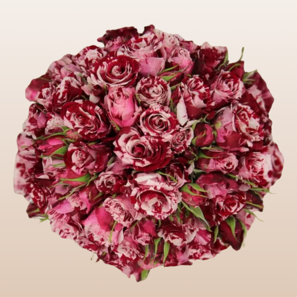 Crazy Rosever Bicolor Spray Rose | Free Delivery Near Me - EbloomsDirect