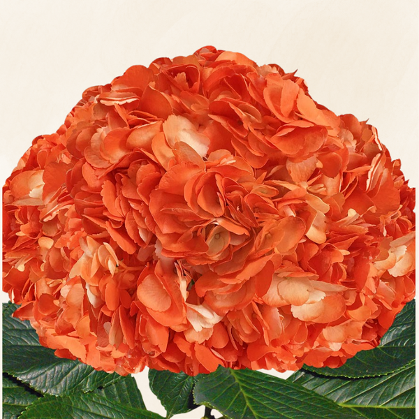 Hydrangeas Tinted Orange – EbloomsDirect