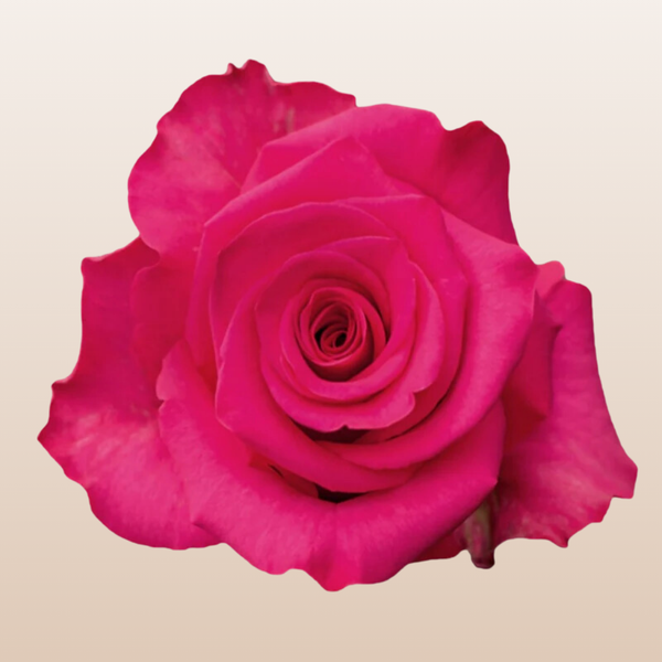 Hot Pink Roses Hot Princess Hot Pink Rose 20" Long 100 Stems