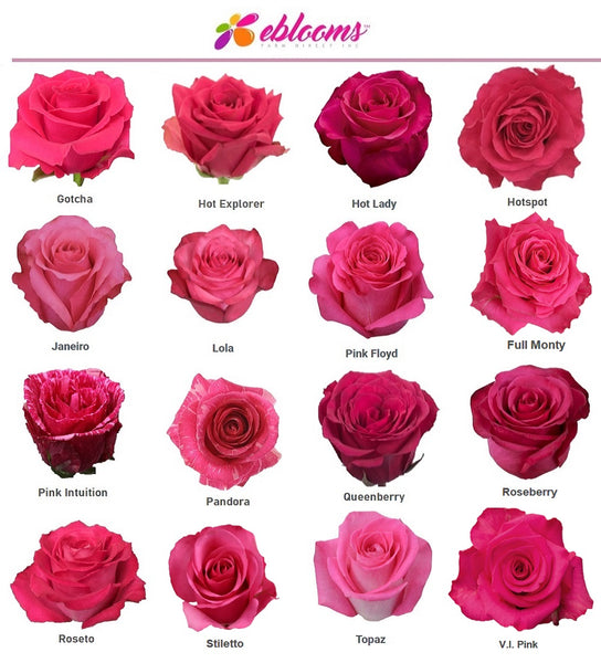 Hot Pink Roses Assorted near me – EbloomsDirect