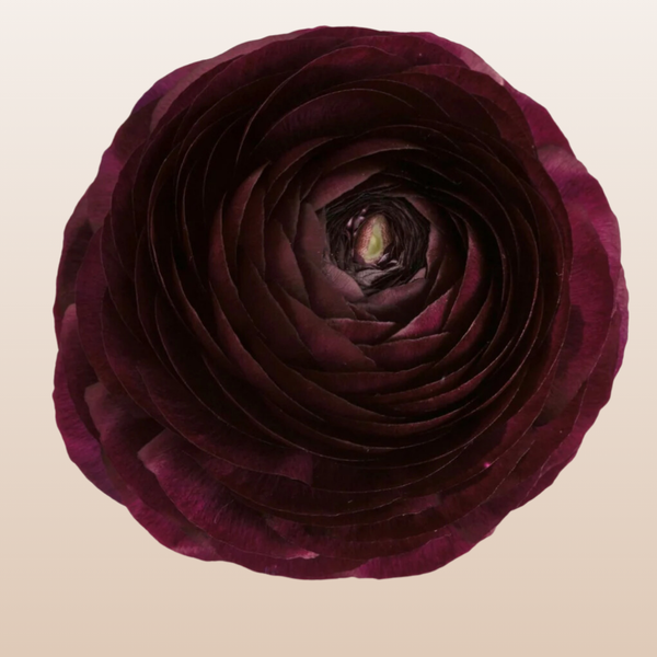 Ranunculus Burgundy - EbloomsDirect