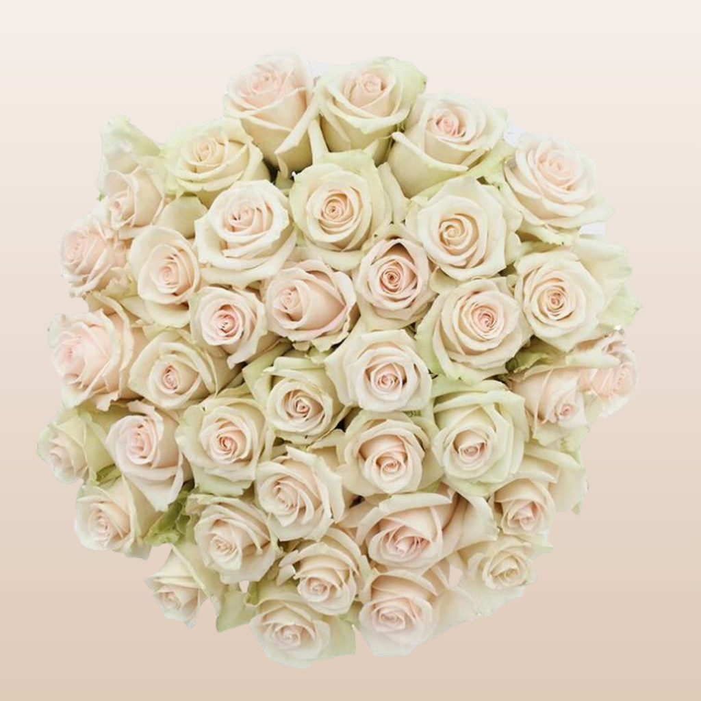 Bridal Akito Roses – EbloomsDirect