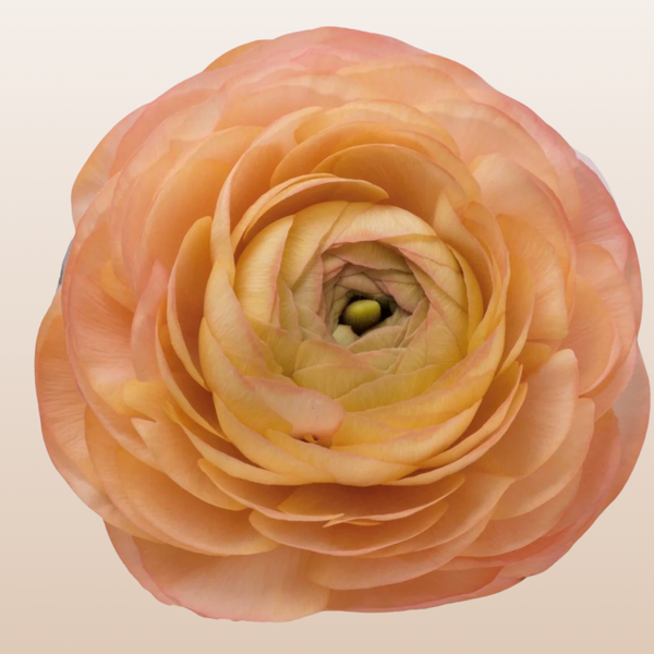 Ranunculus Peach - EbloomsDirect – Eblooms Farm Direct Inc.