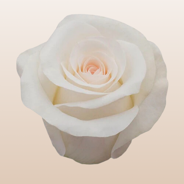 Bridal Akito Roses – EbloomsDirect