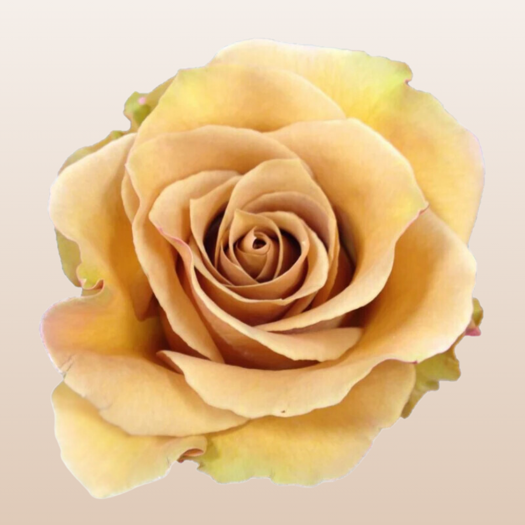 Combo Bronze Roses – EbloomsDirect