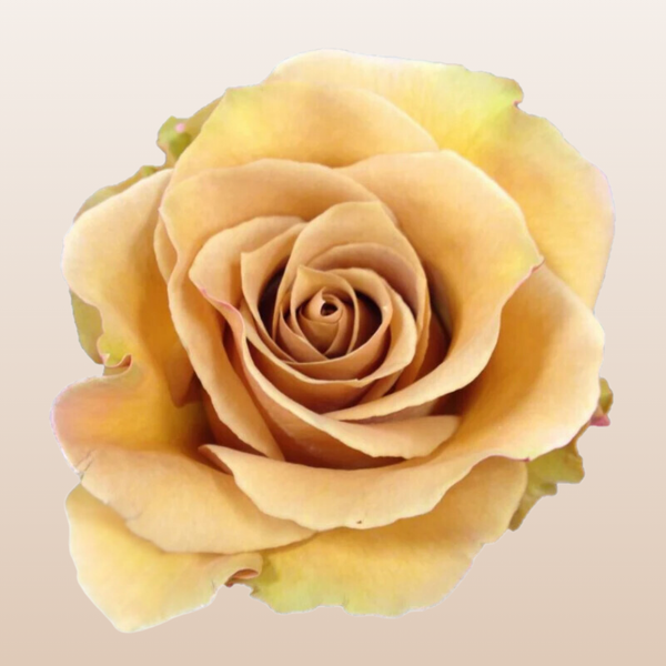 Combo Bronze Roses – Eblooms Farm Direct Inc.
