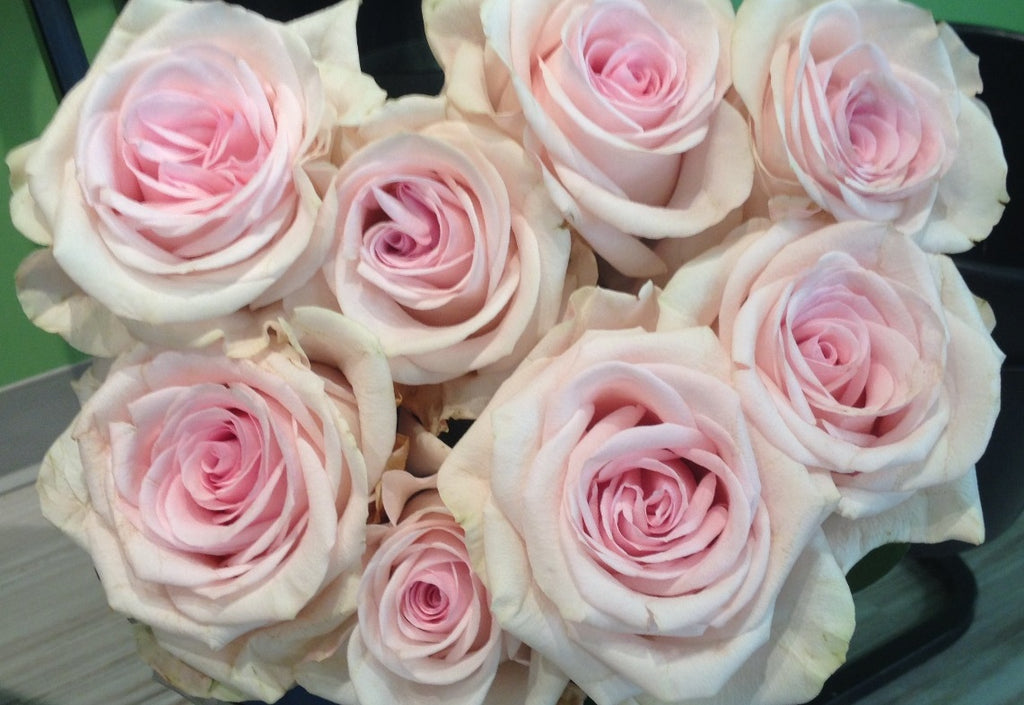 Faith Rose Variety - EbloomsDirect – Eblooms Farm Direct Inc.