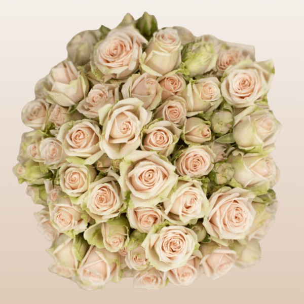 Ginger Blush Pink Spray Rose | Free Delivery Near Me - EbloomsDirect