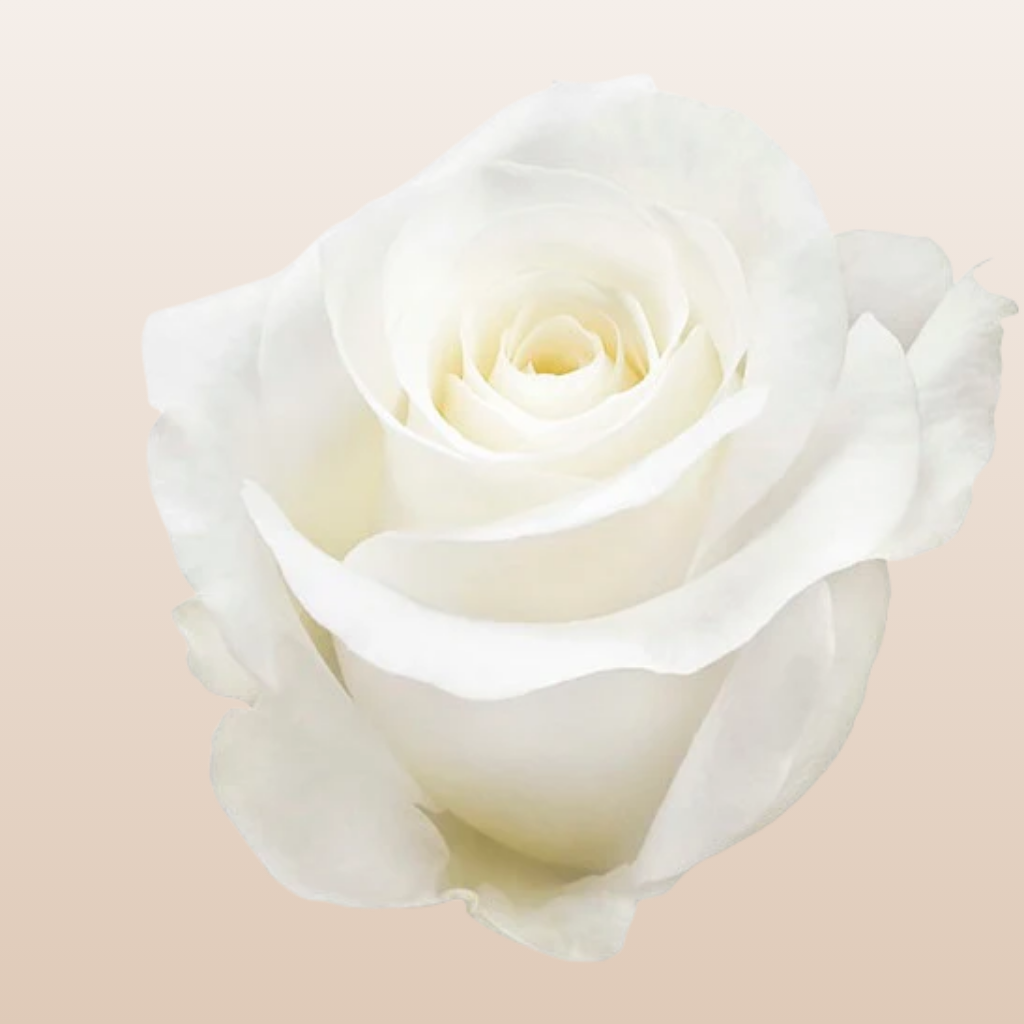 Akito Roses – EbloomsDirect