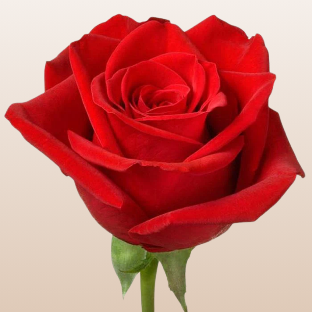 Altamira Red Rose Variety - EbloomsDirect