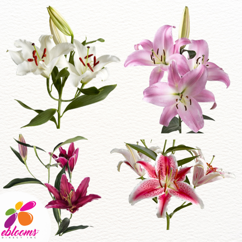 Assorted Oriental Lilies – Eblooms Farm Direct Inc.