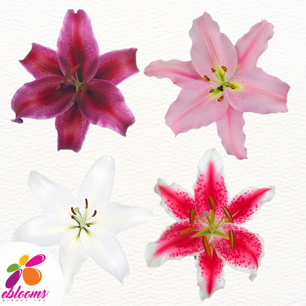 Assorted Oriental Lilies – Eblooms Farm Direct Inc.