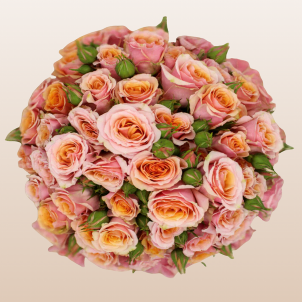 Baby Rosever Peach Spray Roses | Free Delivery Near Me - EbloomsDirect