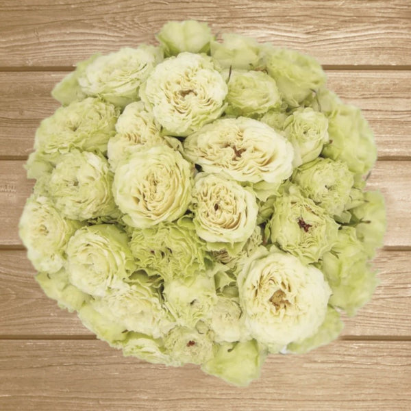 Be Strong White Cream Spray Rose - EbloomsDirect – Eblooms Farm Direct Inc.