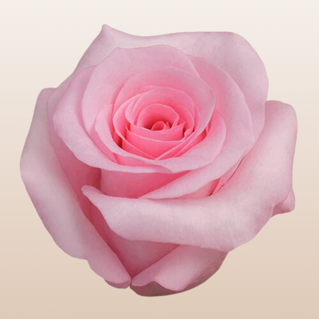 Blushing Akito Roses – EbloomsDirect