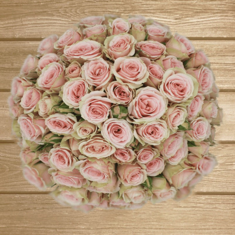 Brillisnt Stars Vela Light Pink Spray Rose - EbloomsDirect – Eblooms ...