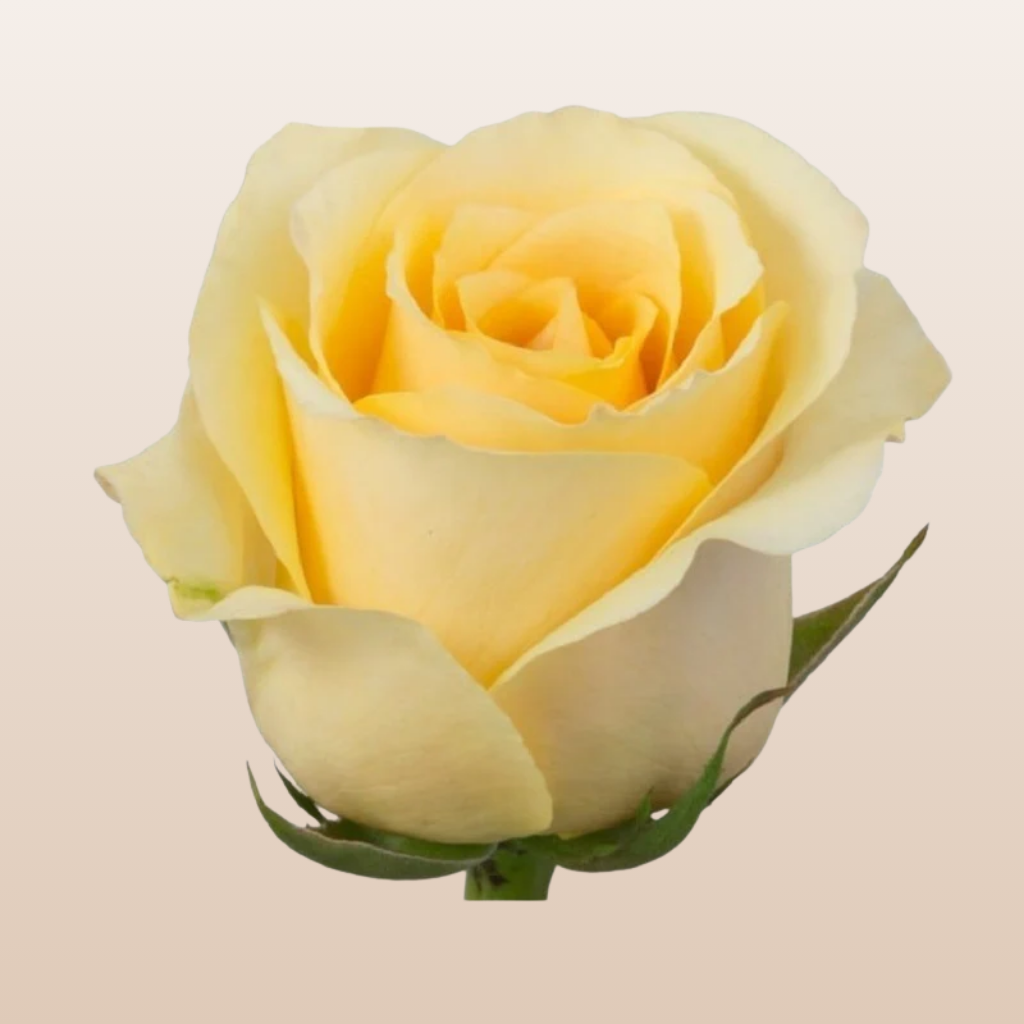 Butter Scotch Yellow Rose Variety -EbloomsDirect