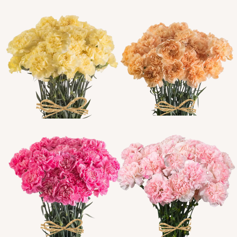 Carnation Minami Assorted Spring – EbloomsDirect