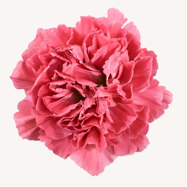 Carnation Coral Tommy Minami – EbloomsDirect