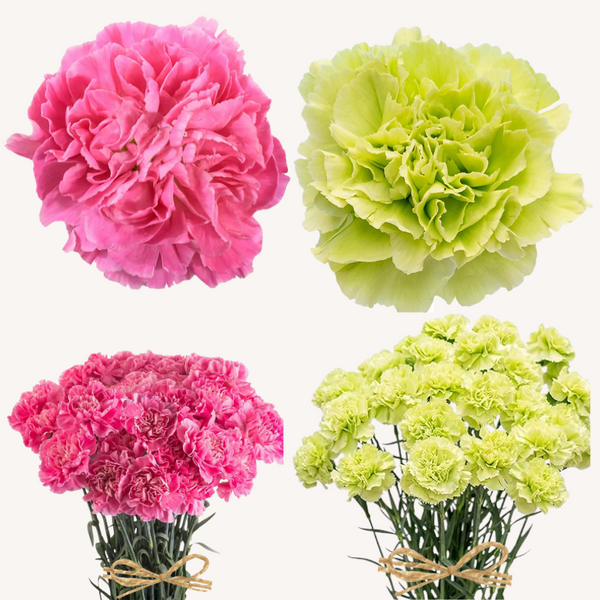 Carnation Standard Hot Pink and Green – Eblooms Farm Direct Inc.