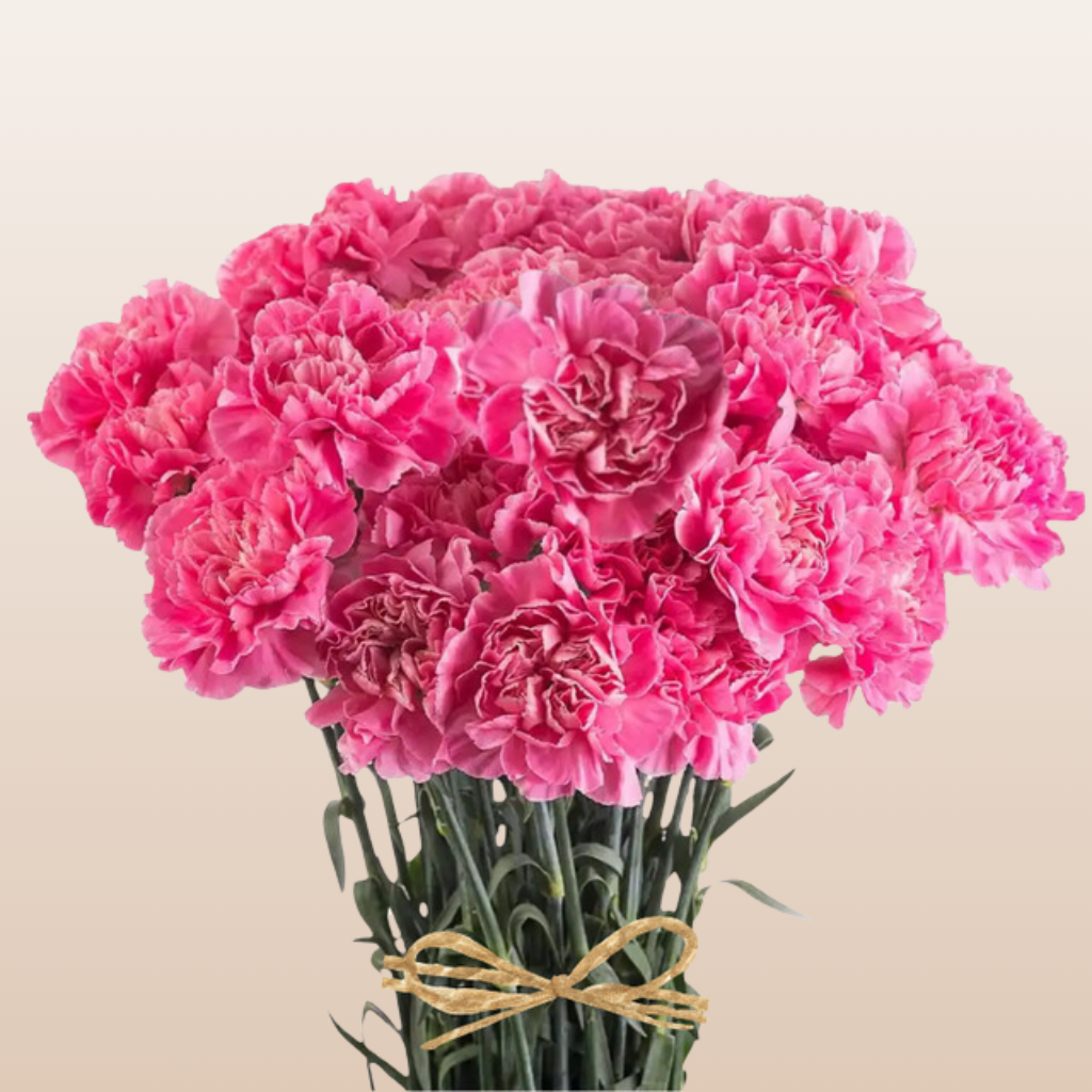 Carnation Hot Pink Feminine Minami – EbloomsDirect