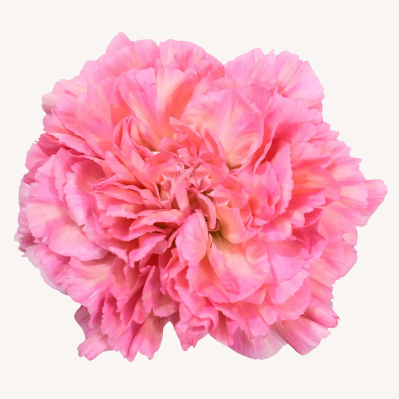 Carnation Pink Passion Minami – EbloomsDirect