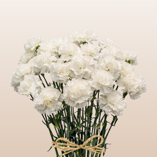 Carnation Standard White – EbloomsDirect