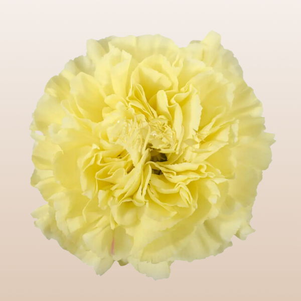 Carnation Yellow Lemon Minami – Eblooms Direct Inc