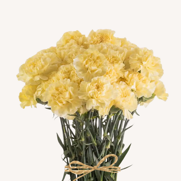 Carnation Yellow Lemon Minami – Eblooms Direct Inc