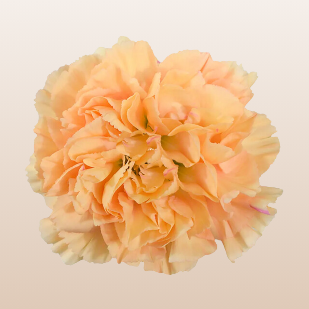 Carnations Peach Minami – EbloomsDirect