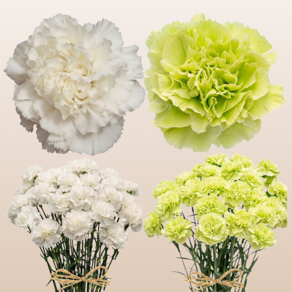Carnations Standard White and Green – EbloomsDirect