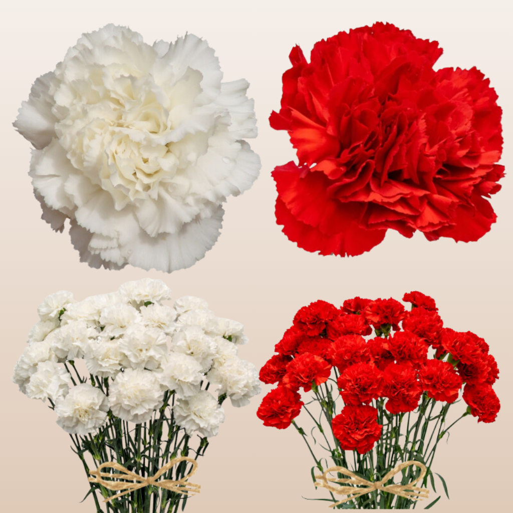 Carnations Standard White - Red – EbloomsDirect