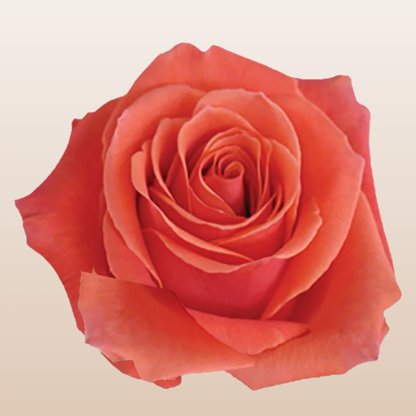 Cayenne Roses – EbloomsDirect