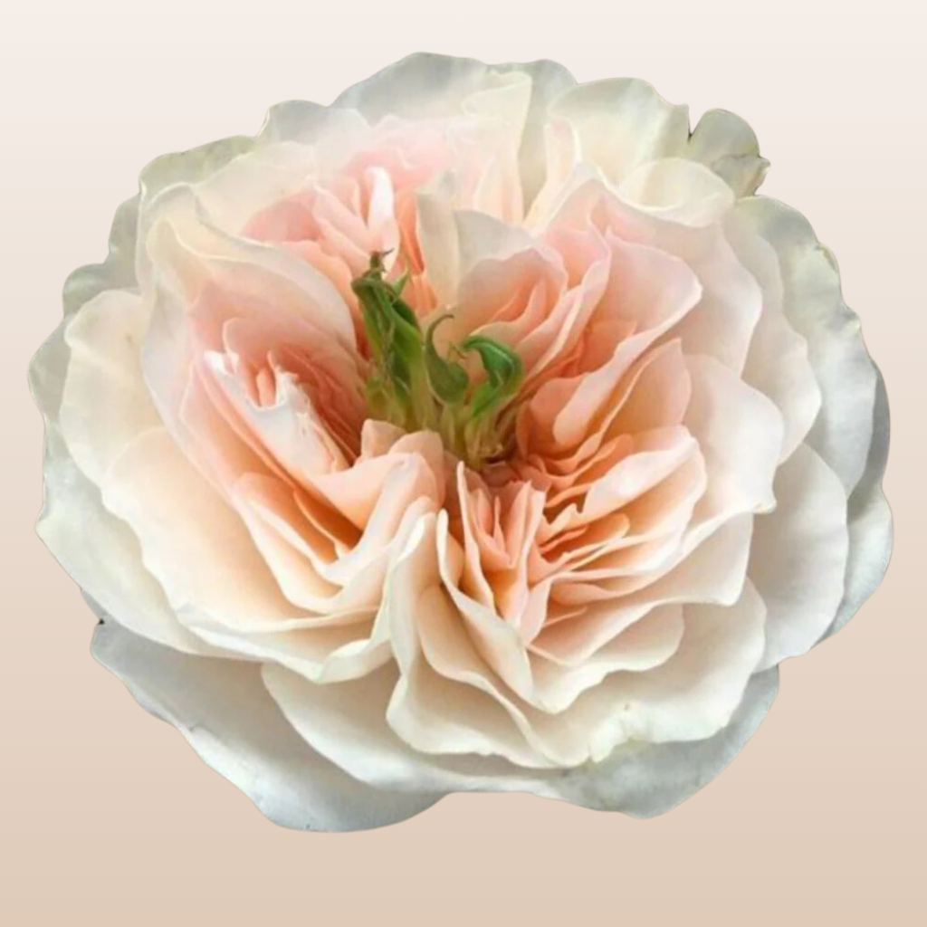 Charity David Austin Light Pink Garden Rose – EbloomsDirect