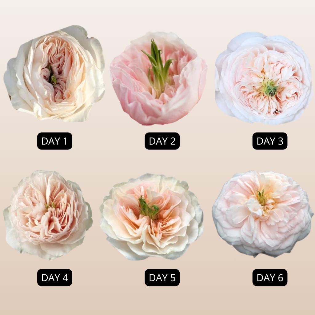 Charity David Austin Light Pink Garden Rose – EbloomsDirect