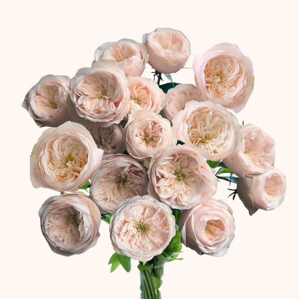 Charity David Austin Light Pink Garden Rose – EbloomsDirect