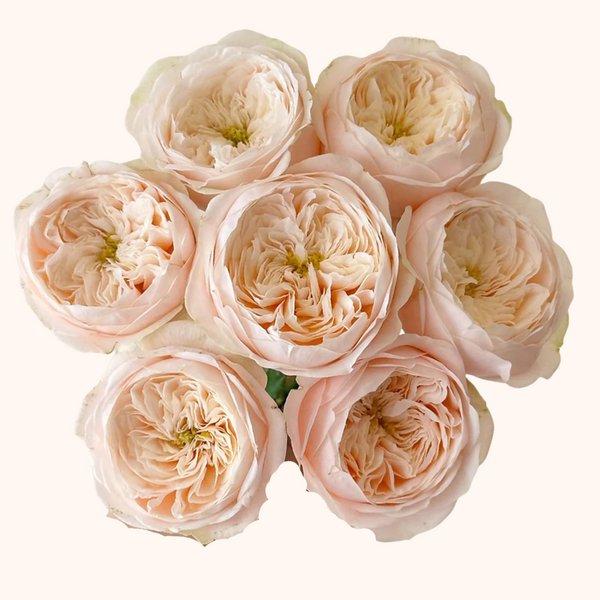 Charity David Austin Light Pink Garden Rose – EbloomsDirect