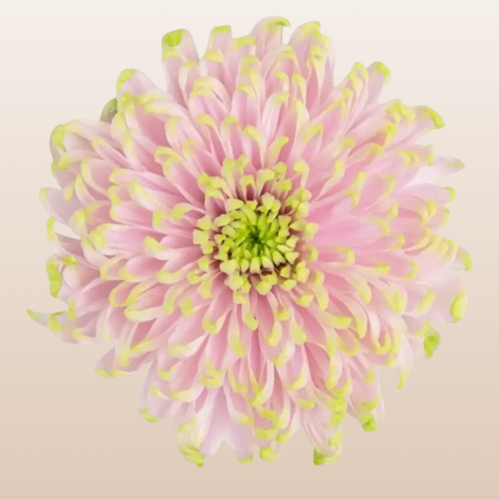 Chrysanthemum Pink Rossano Charlotte - EbloomsDirect