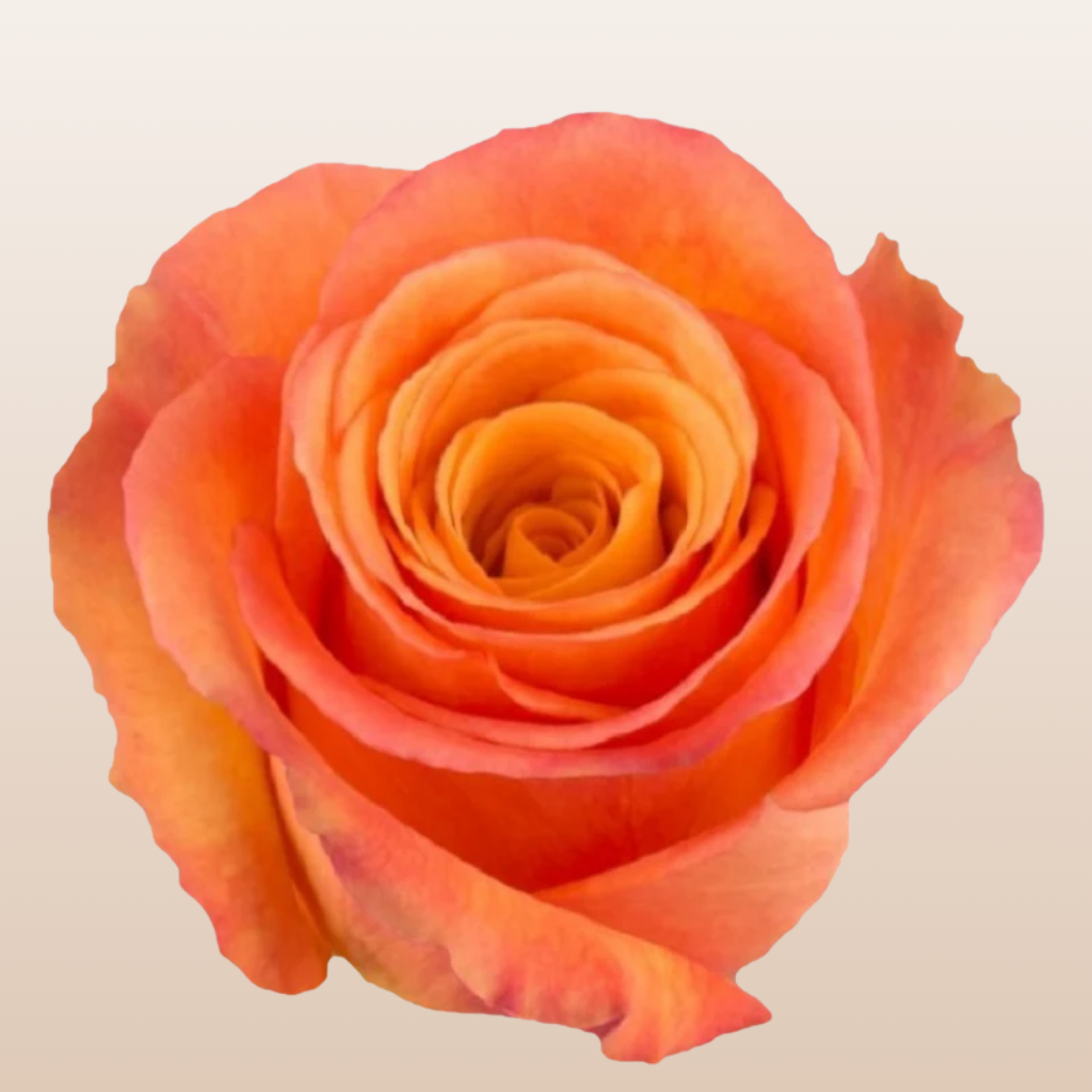 Confidential Roses – EbloomsDirect