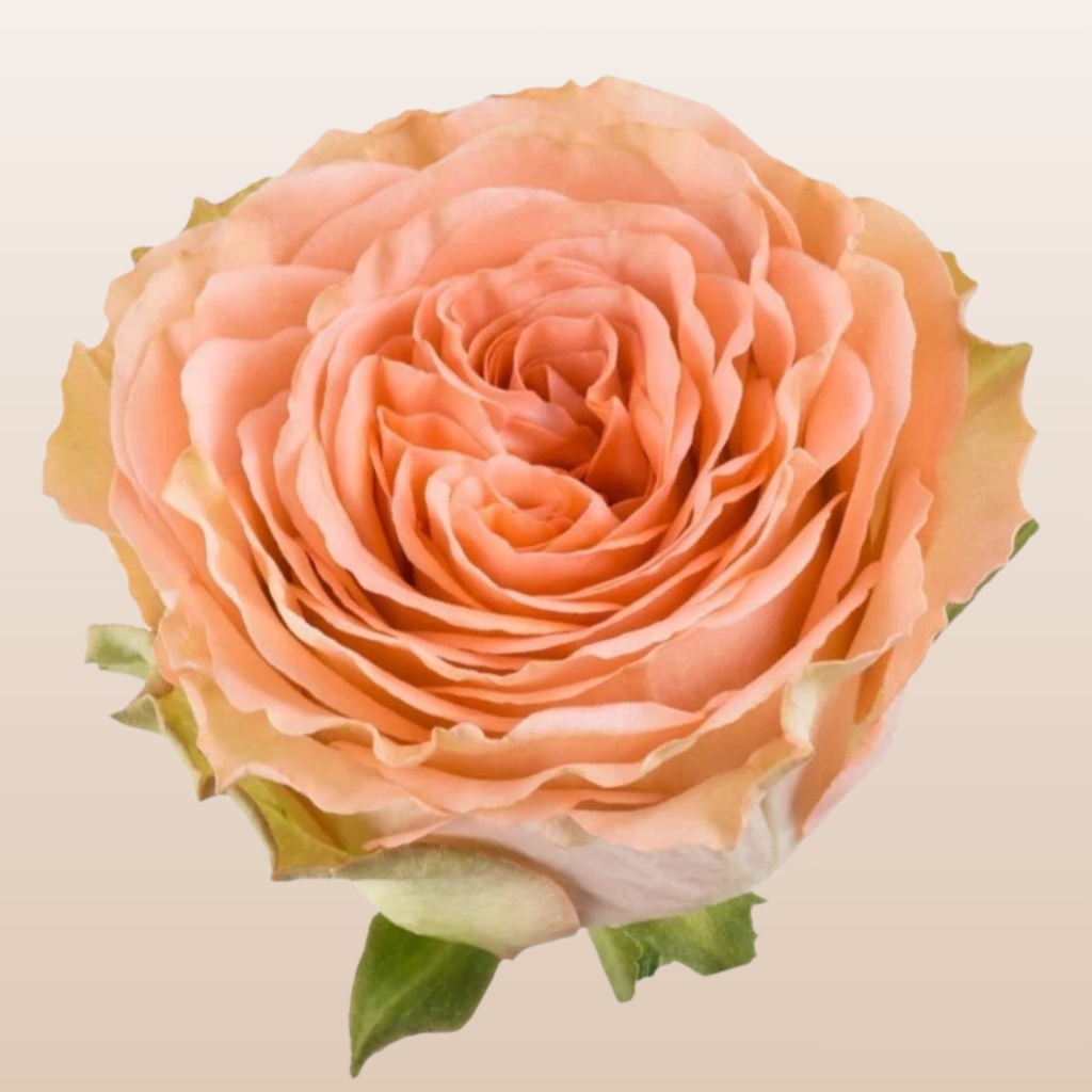 Country Home Peach Rose Variety - EbloomsDirect