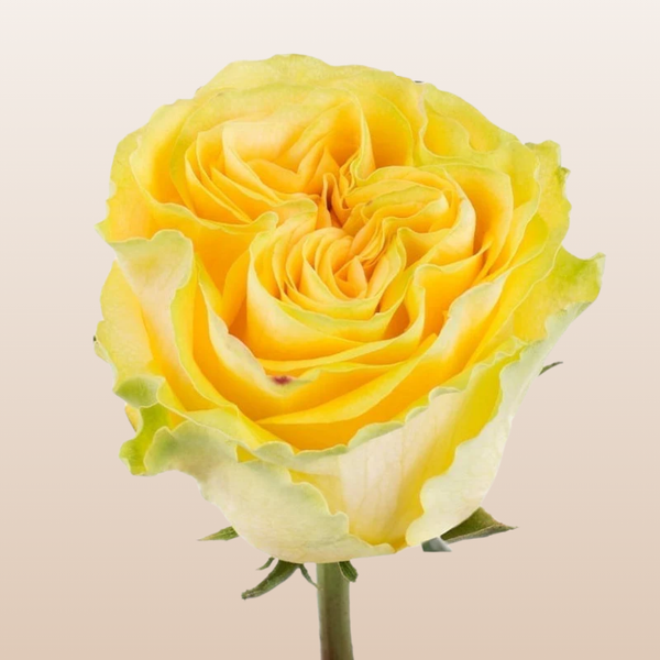 Country Sun Yellow Rose Variety - EbloomsDirect
