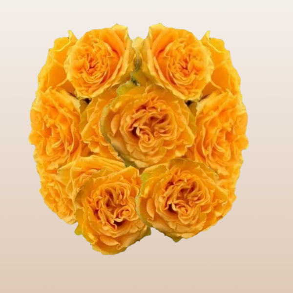 Country Sun Yellow Rose Variety - EbloomsDirect