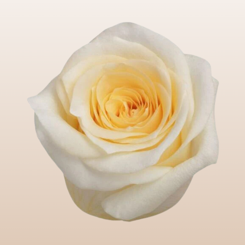 Creme de la Creme Roses – EbloomsDirect