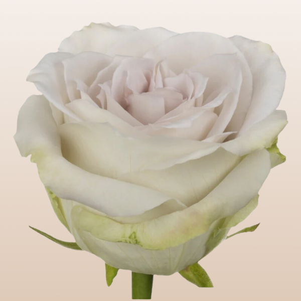 Early Grey Rose variety – Eblooms Farm Direct Inc.