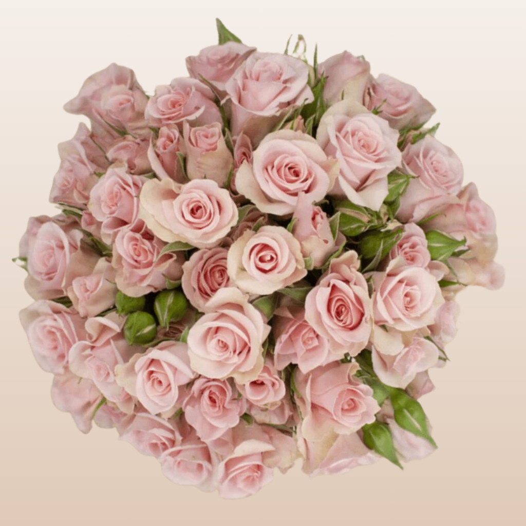 Elba Light Pink Spray Rose | Free Delivery Near Me - EbloomsDirect