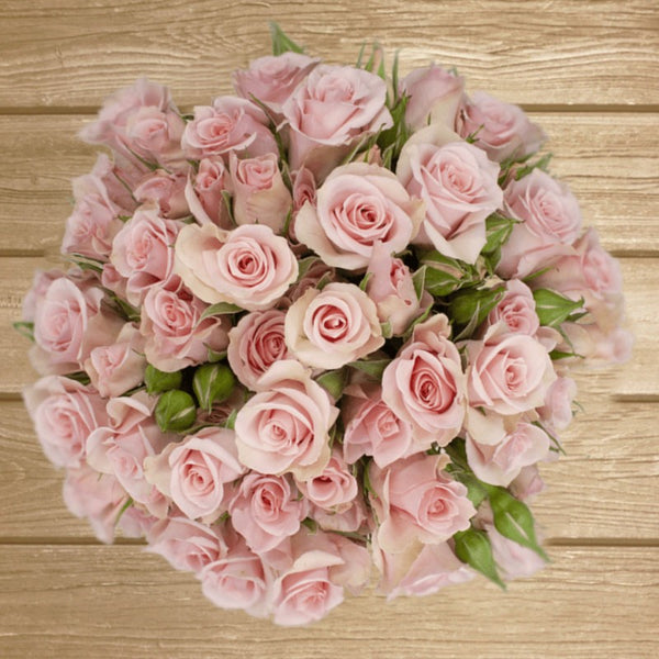 Elba Light Pink Spray Rose - EbloomsDirect – Eblooms Farm Direct Inc.