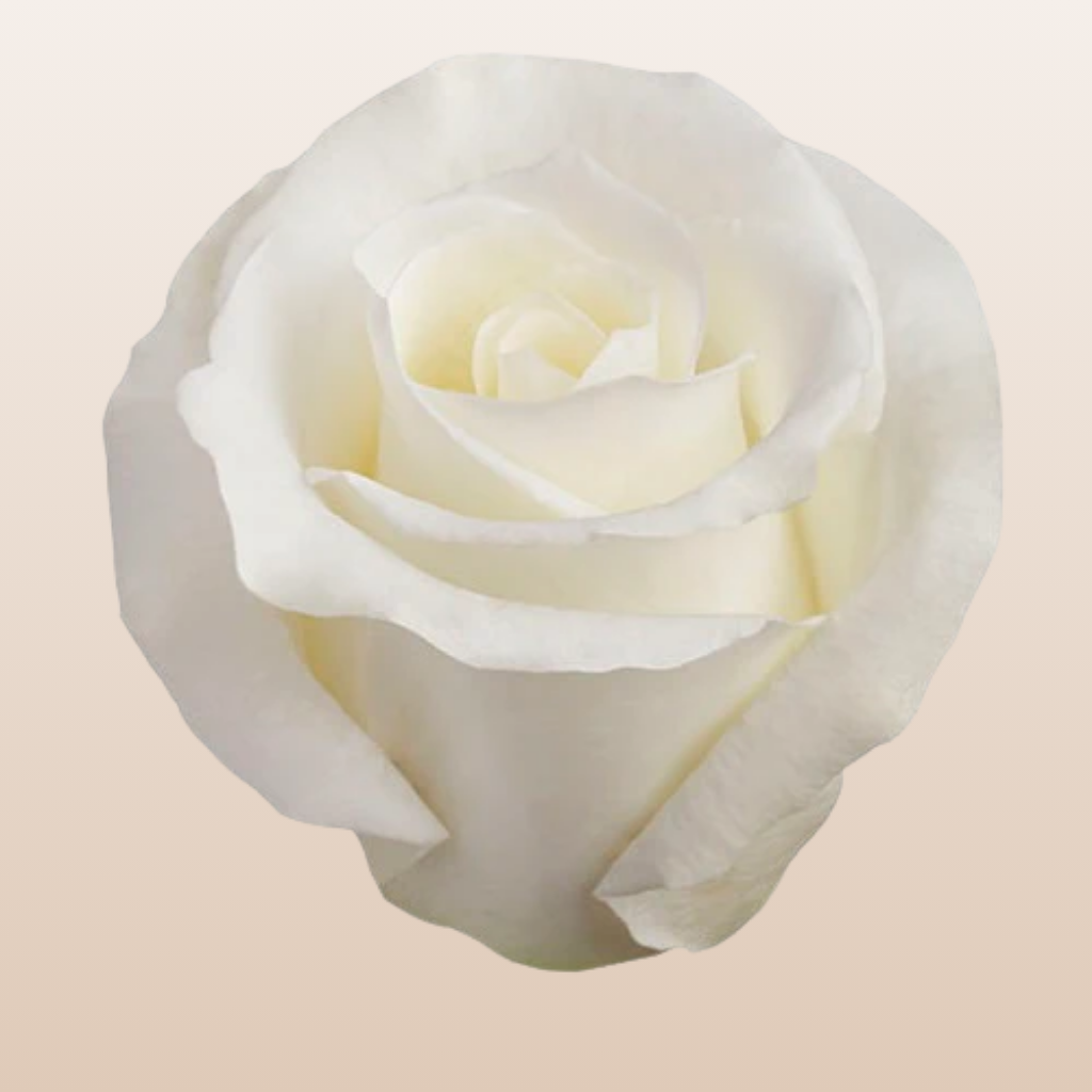 Escimo Roses – EbloomsDirect