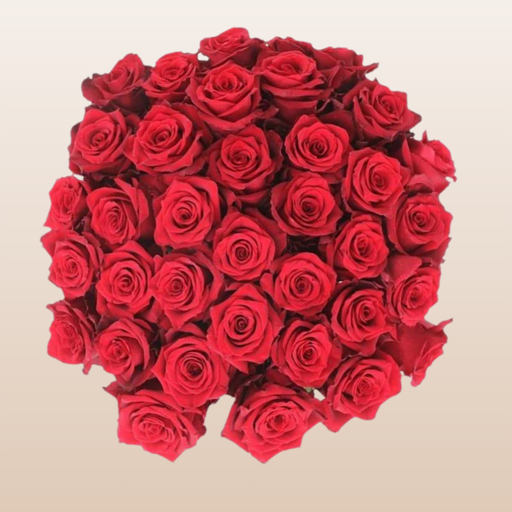 Explorer Red Rose Variety - EbloomsDirect