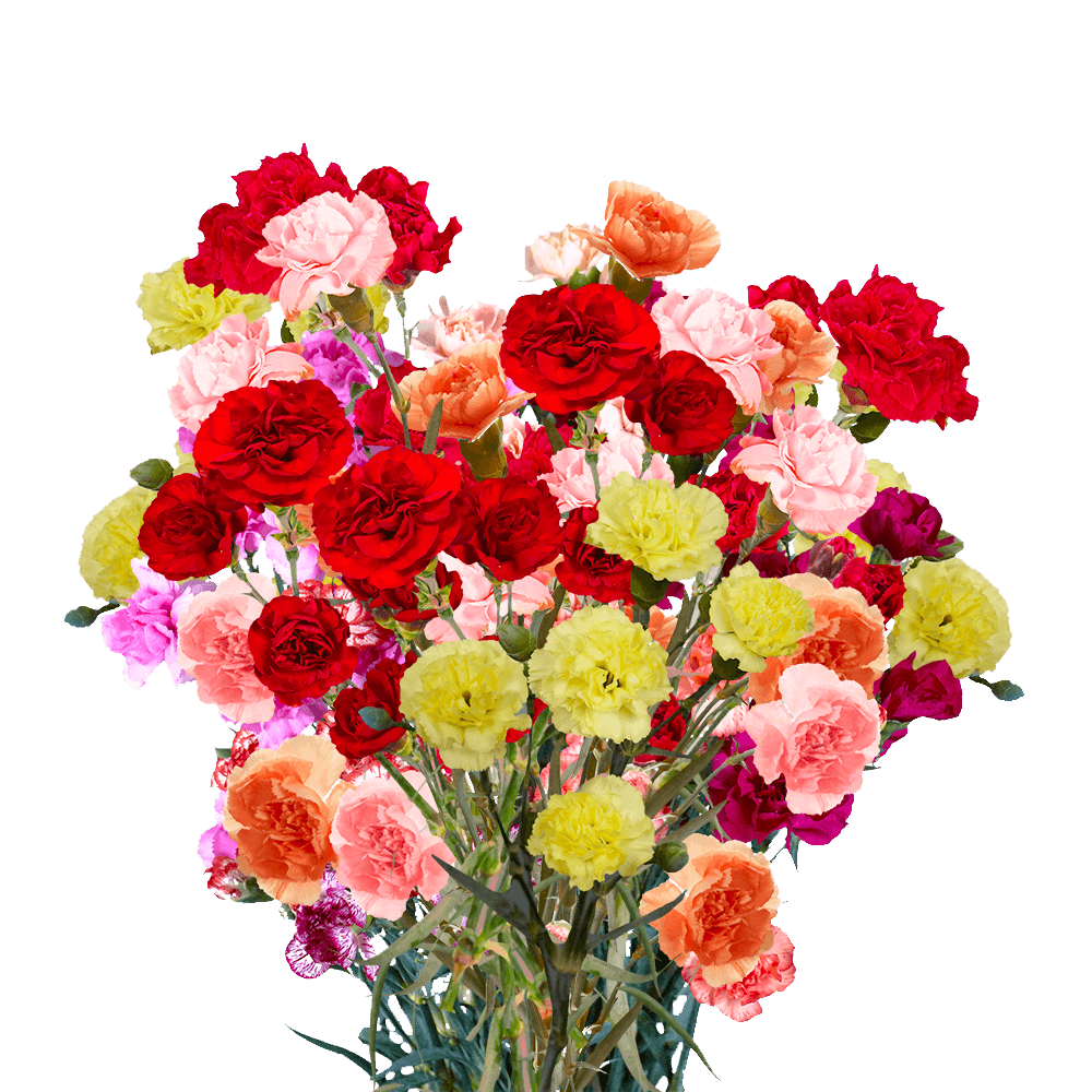 Assorted Mini Carnations – Eblooms Farm Direct Inc.